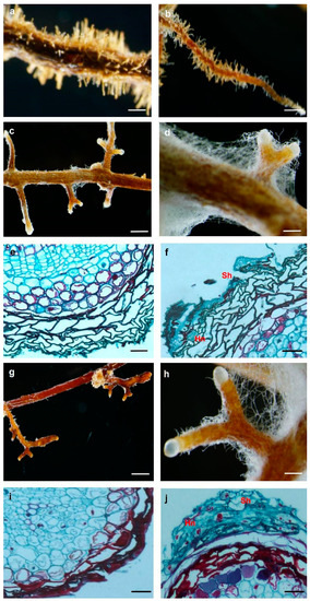 Shiro-like Structure Formation of Chinese Tricholoma matsutake Strain ...