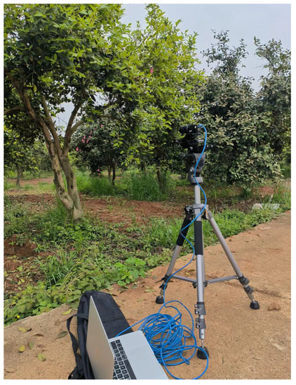 A Trunk Detection Method for Camellia oleifera Fruit Harvesting Robot Based on Improved YOLOv7