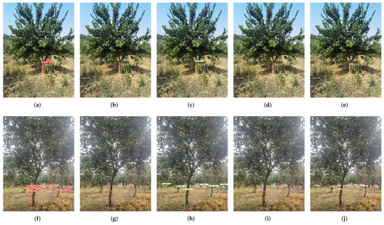 A Trunk Detection Method for Camellia oleifera Fruit Harvesting Robot Based on Improved YOLOv7