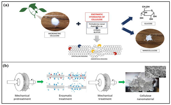 The Role of Microorganisms in the Isolation of Nanocellulose from Plant ...