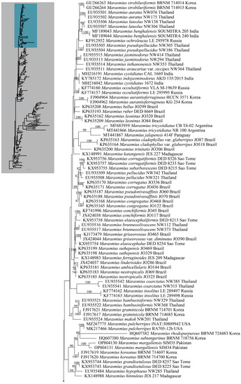 Crinipellis deutziae, Marasmius pinicola spp. nov., and C ...