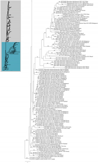 Crinipellis deutziae, Marasmius pinicola spp. nov., and C ...