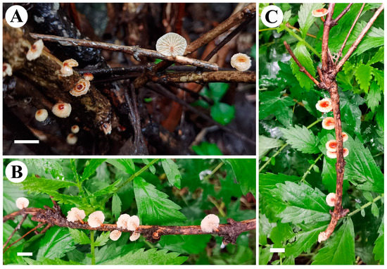 Crinipellis deutziae, Marasmius pinicola spp. nov., and C ...