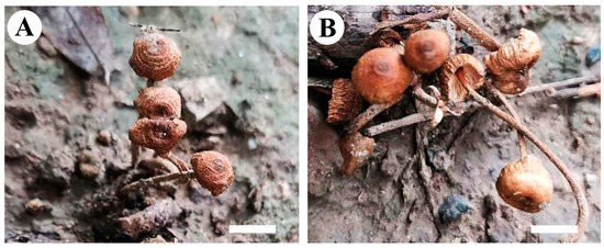 Crinipellis deutziae, Marasmius pinicola spp. nov., and C ...
