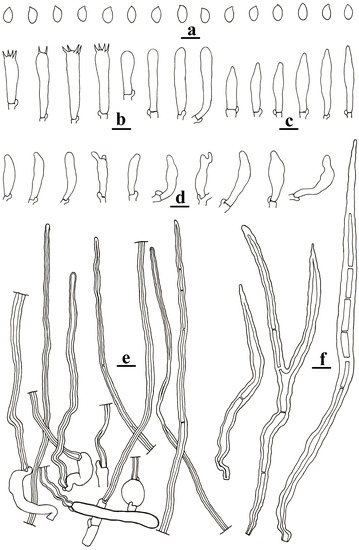 Crinipellis deutziae, Marasmius pinicola spp. nov., and C ...