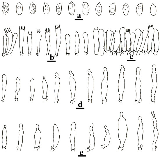 Crinipellis deutziae, Marasmius pinicola spp. nov., and C ...
