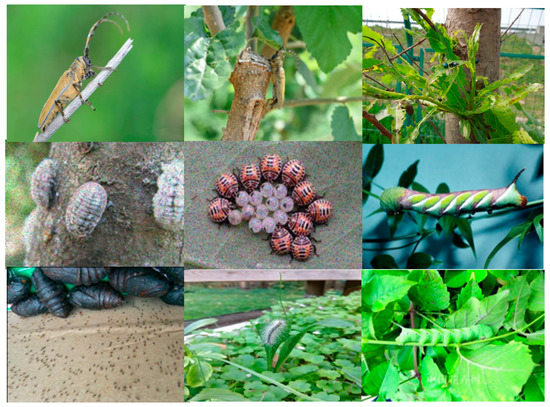 Detection of Forestry Pests Based on Improved YOLOv5 and Transfer Learning