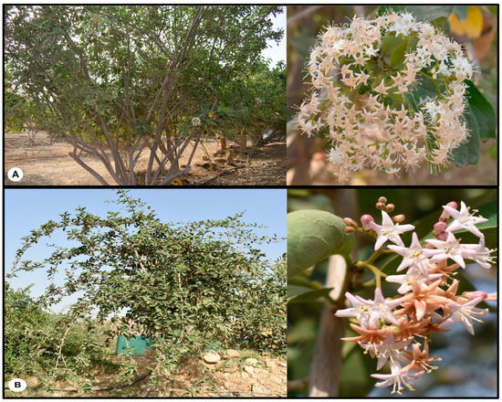 Complete Chloroplast Genome Sequences of Two Ehretia Trees (Ehretia ...