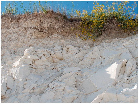 Scots Pine (Pinus sylvestris L.) Ecotypes Response to Accumulation of ...