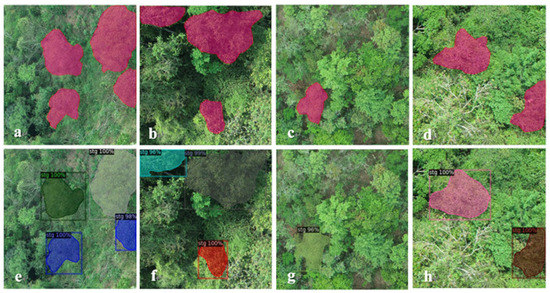 Individual Tree AGB Estimation of Malania oleifera Based on UAV-RGB ...