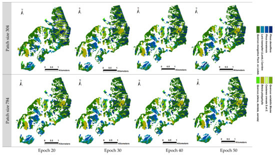 Forests | Free Full-Text | Deepening the Accuracy of Tree Species ...