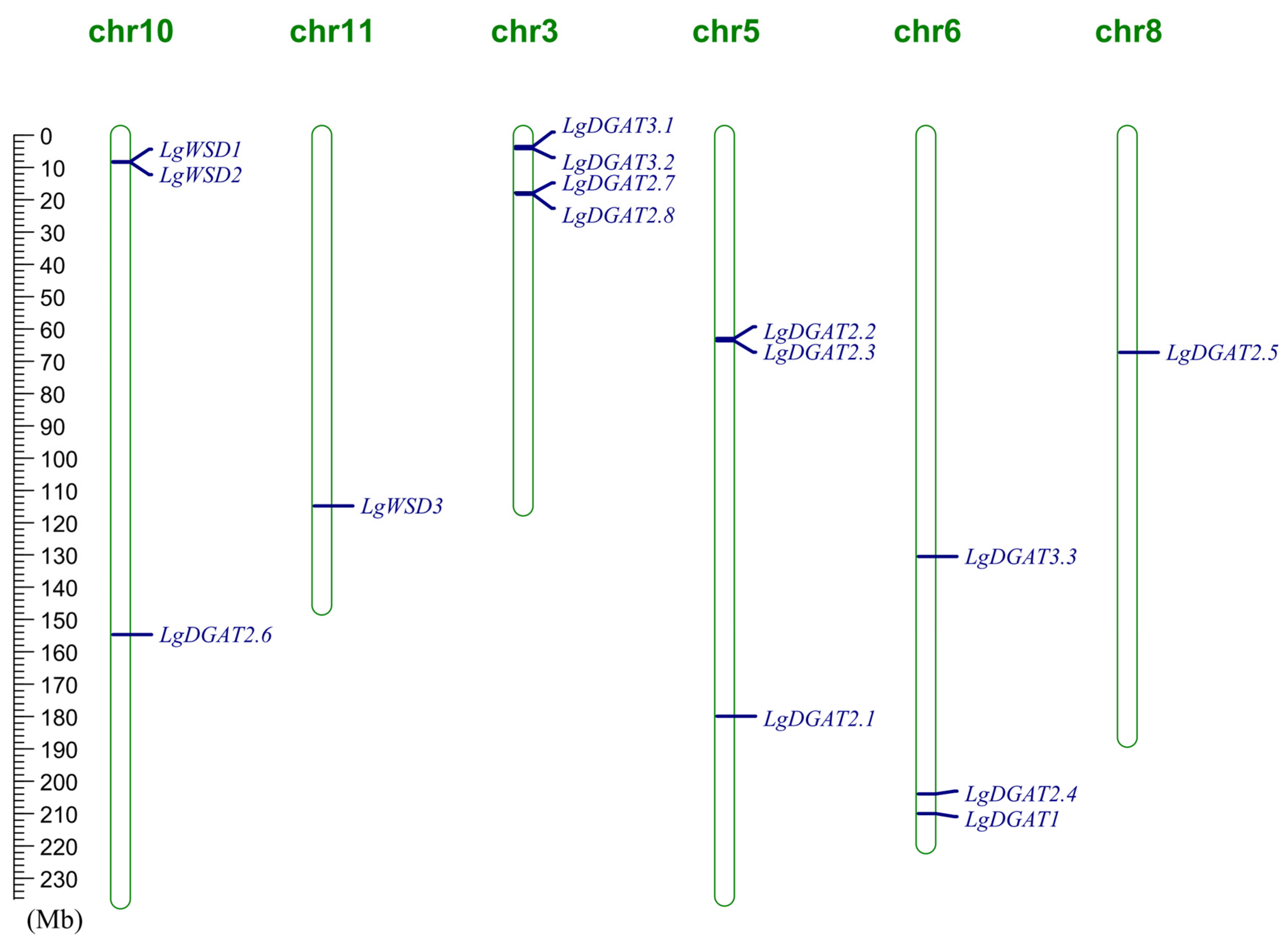 Genome-Wide Identification and Analysis of the DGAT Gene Family in ...