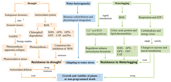 Adaptive Strategies Employed by Clonal Plants in Heterogeneous Patches