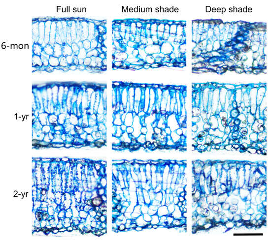 Leaf Plasticity of the Subtropical Evergreen Tree Phoebe bournei ...