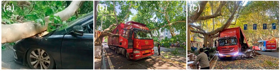 Tree Failure Assessment of London Plane (Platanus × acerifolia (Aiton ...