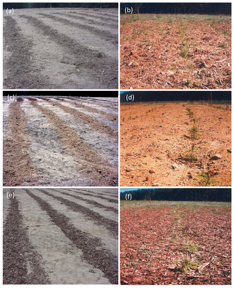 Forests | Free Full-Text | Organic Inputs Positively Alter the ...