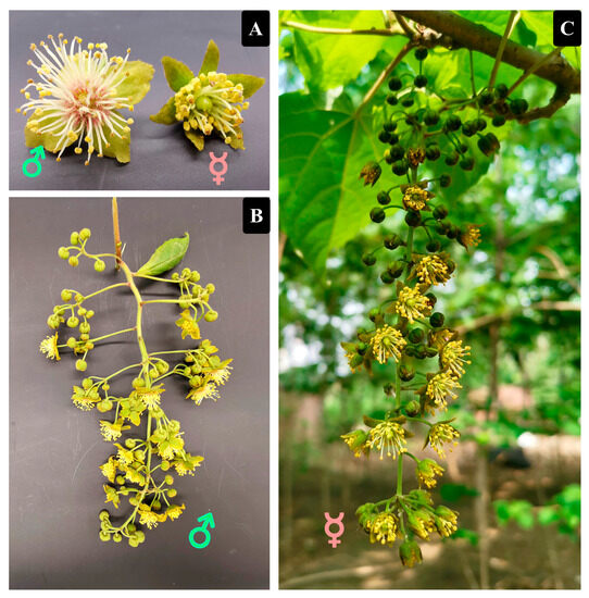 Mutant Bisexual and Wild Male Flowers Were Compared by Integrated ...