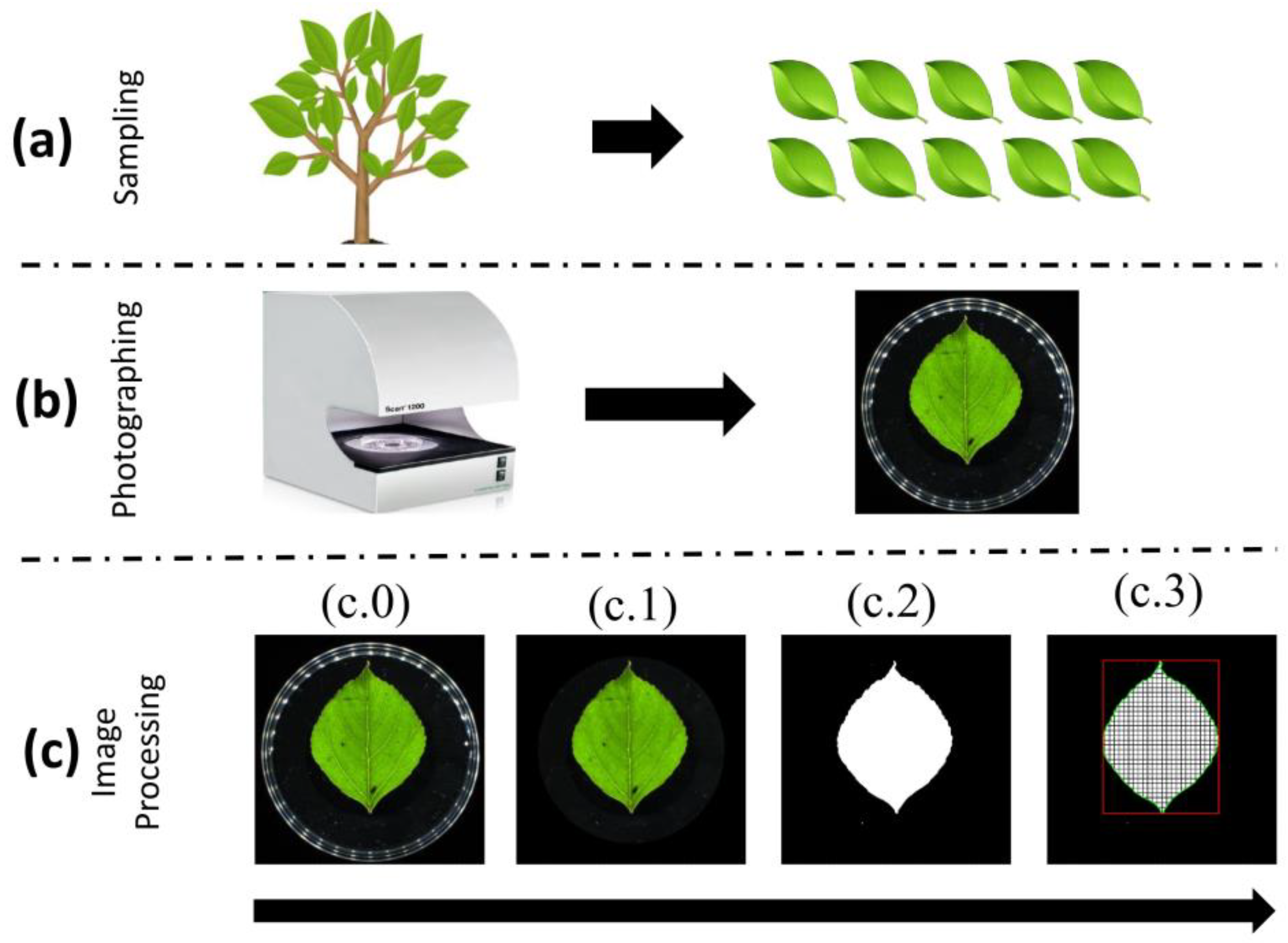 Large-Scale and High-Accuracy Phenotyping of Populus simonii Leaves Using the Colony Counter and ...