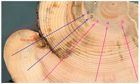 An Alternative Method for Dating of Wildfire Occurrence from Tree-Ring ...
