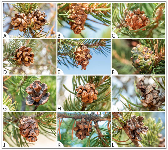 Volatile Compound Chemistry and Insect Herbivory: Pinus edulis Engelm ...