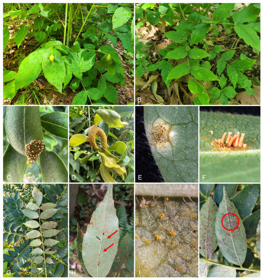 Taxonomy, Phylogeny, and Life Cycle of Four Neophysopella Species on ...