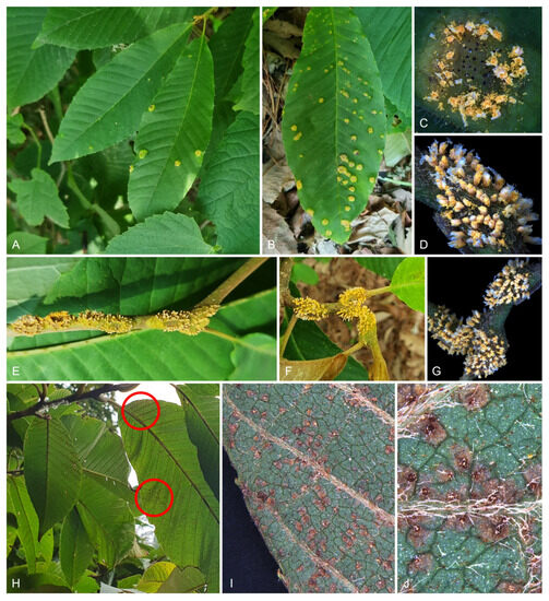 Taxonomy, Phylogeny, and Life Cycle of Four Neophysopella Species on ...