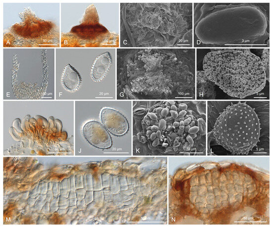 Taxonomy, Phylogeny, and Life Cycle of Four Neophysopella Species on ...