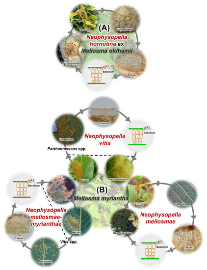 Taxonomy, Phylogeny, and Life Cycle of Four Neophysopella Species on ...