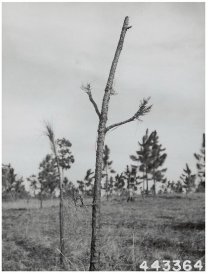 Documenting Two Centuries of Change in Longleaf Pine (Pinus palustris ...