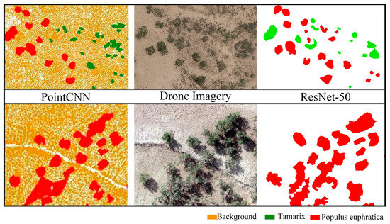 Plant Population Classification Based on PointCNN in the Daliyabuyi Oasis, China