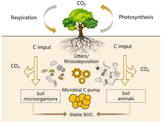 Review of Managing Soil Organic C Sequestration from Vegetation Restoration on the Loess Plateau