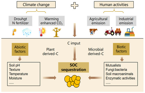 Review of Managing Soil Organic C Sequestration from Vegetation ...