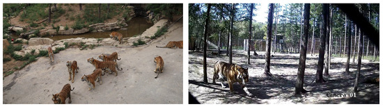 Remote Monitoring of Amur Tigers in Forest Ecosystems Using Improved YOLOX Algorithm