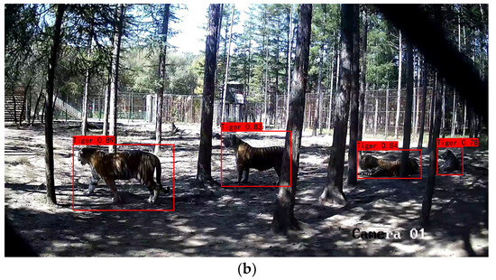 Remote Monitoring of Amur Tigers in Forest Ecosystems Using Improved YOLOX Algorithm