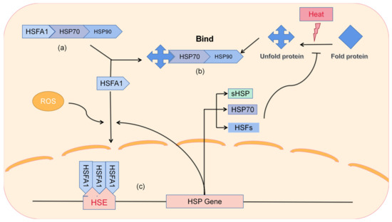 Beat the Heat: Signaling Pathway-Mediated Strategies for Plant ...