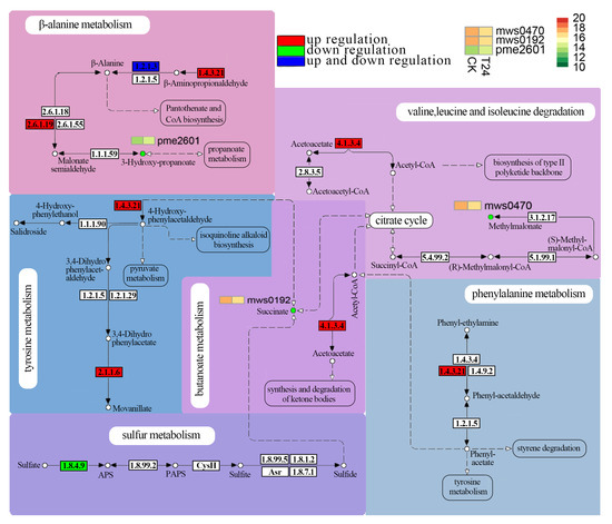 Forests | Free Full-Text | Comparative Physiological, Transcriptomic, and Metabolomic Analyses ...