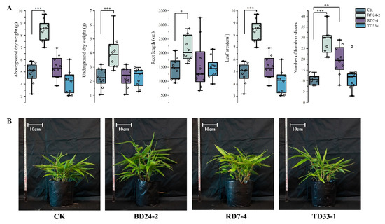 Bioprospecting Plant-Growth-Promoting Endophytic Bacteria Isolated from ...