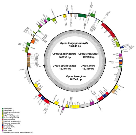 Comparative Analysis of the Complete Chloroplast Genomes of Six ...