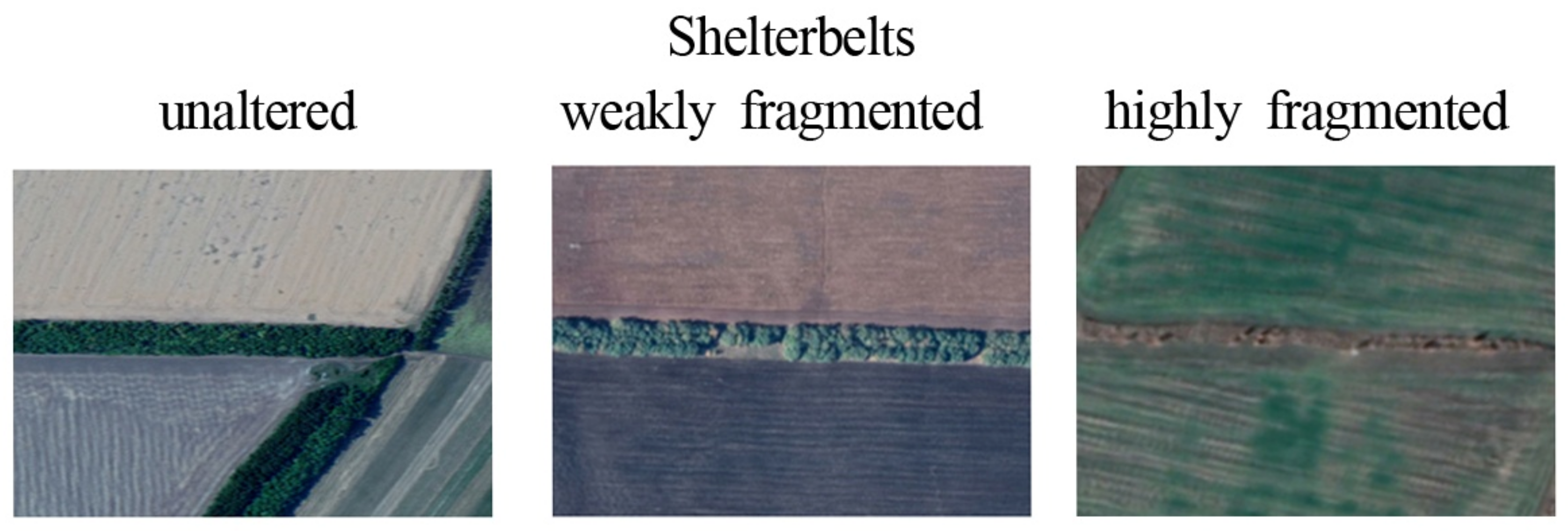 Forests | Free Full-Text | Spatiotemporal Dynamics of Forest Vegetation ...