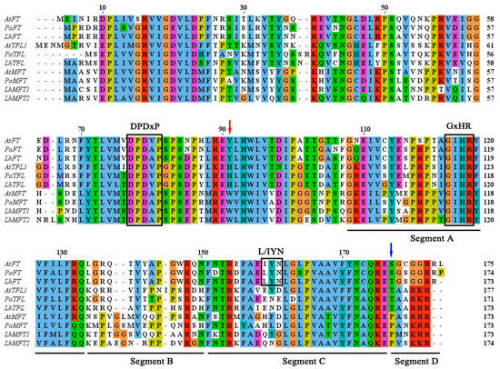 Identification and Functional Analysis of the Phosphatidylethanolamine ...