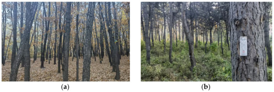 Forests Free Full Text An Automated Pipeline For Extracting Forest Structural Parameters By