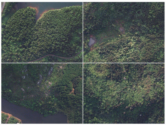 Forest Single-Frame Remote Sensing Image Super-Resolution Using GANs