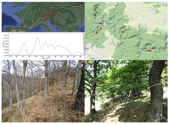 Quercus petraea (Matt.) Liebl. from the Thayatal National Park in ...