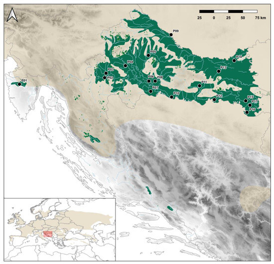 Genetic Diversity in Peripheral Pedunculate Oak (Quercus robur L ...