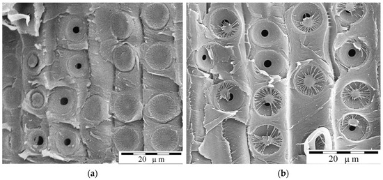 Contact Mechanics between Torus and Pit Border for Developing Air ...