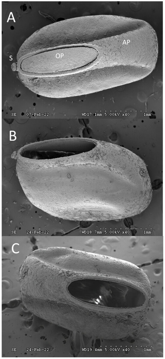 Egg Morphology and Chorionic Ultrastructure of Spotted Lanternfly ...