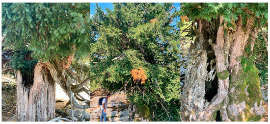 Towards the Conservation of Monumental Taxus baccata L. Trees of Thasos ...