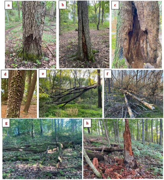Northeastern American Forests: Natural Disturbances, Climate Change ...