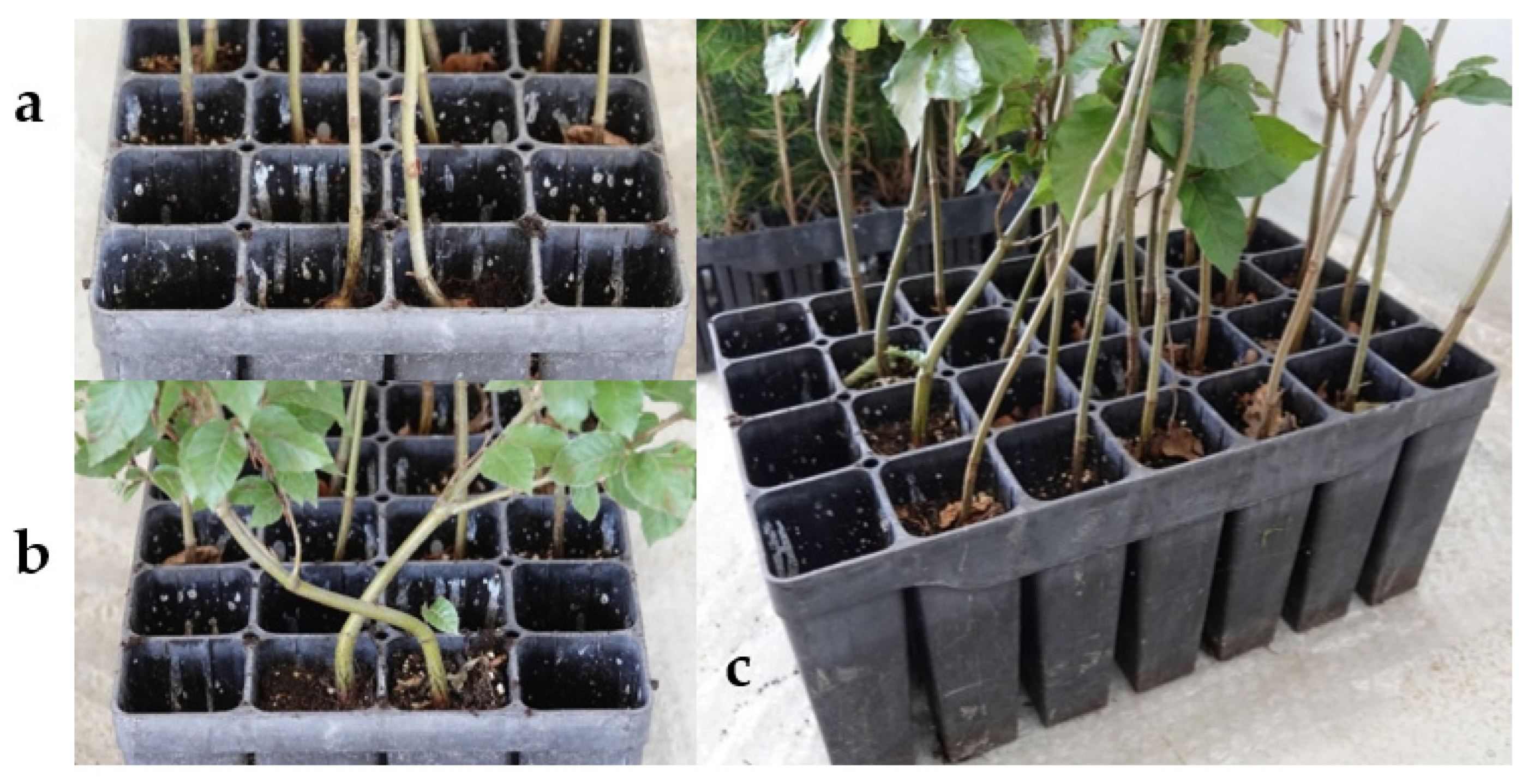 A Seedling Collection Unit of a Mobile Automatic Device for Forest Tree ...