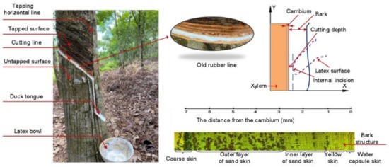 Forests | Free Full-Text | An Optimization Study on a Novel Mechanical ...